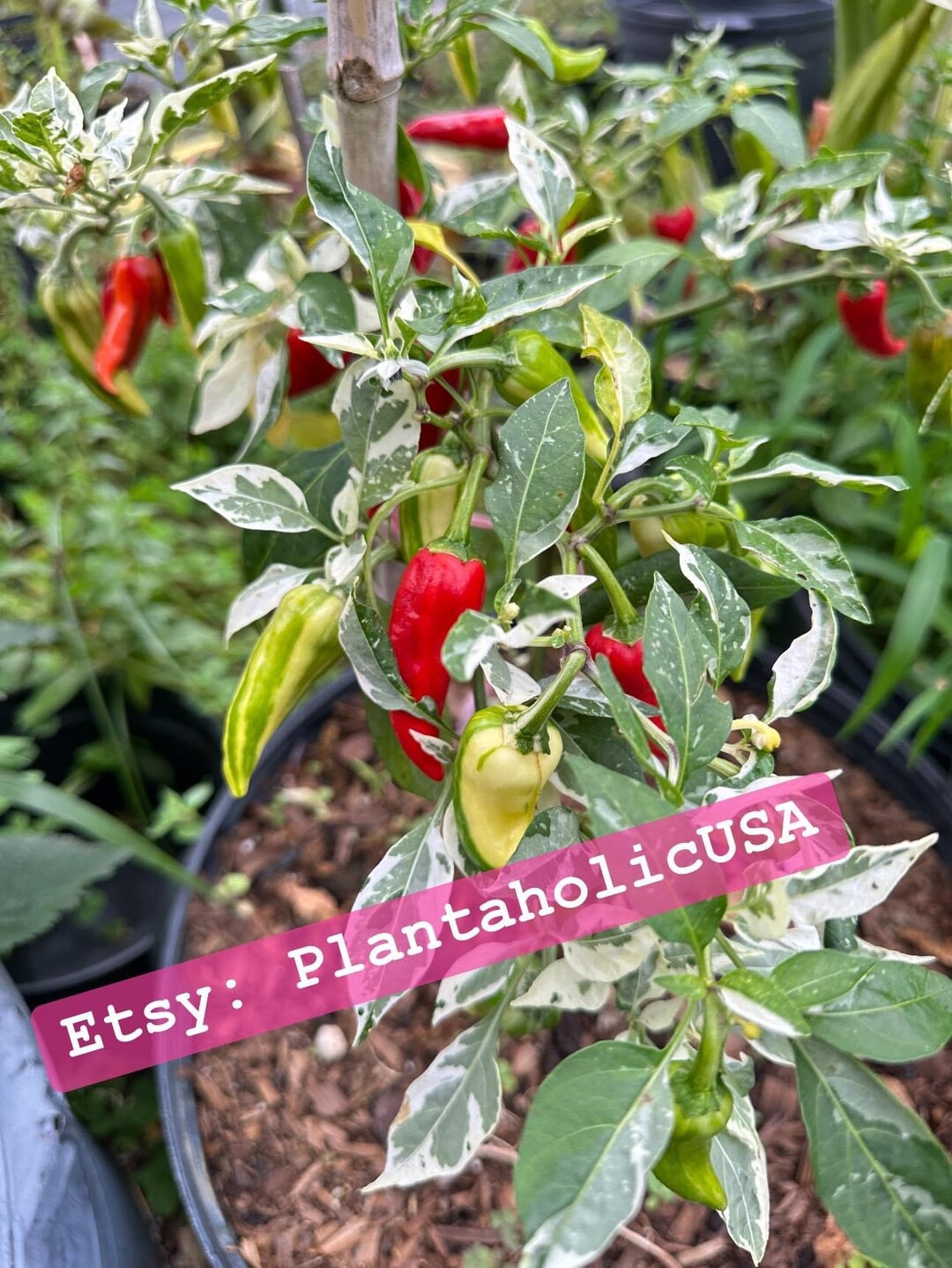 Variegated Fish Pepper Seeds - Etsy