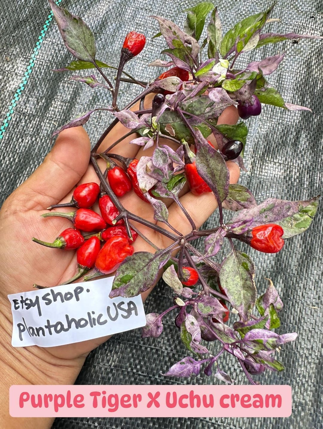 Variegated Purple Tiger X Uchu Cream Pepper. 30 Seeds per Order - Etsy