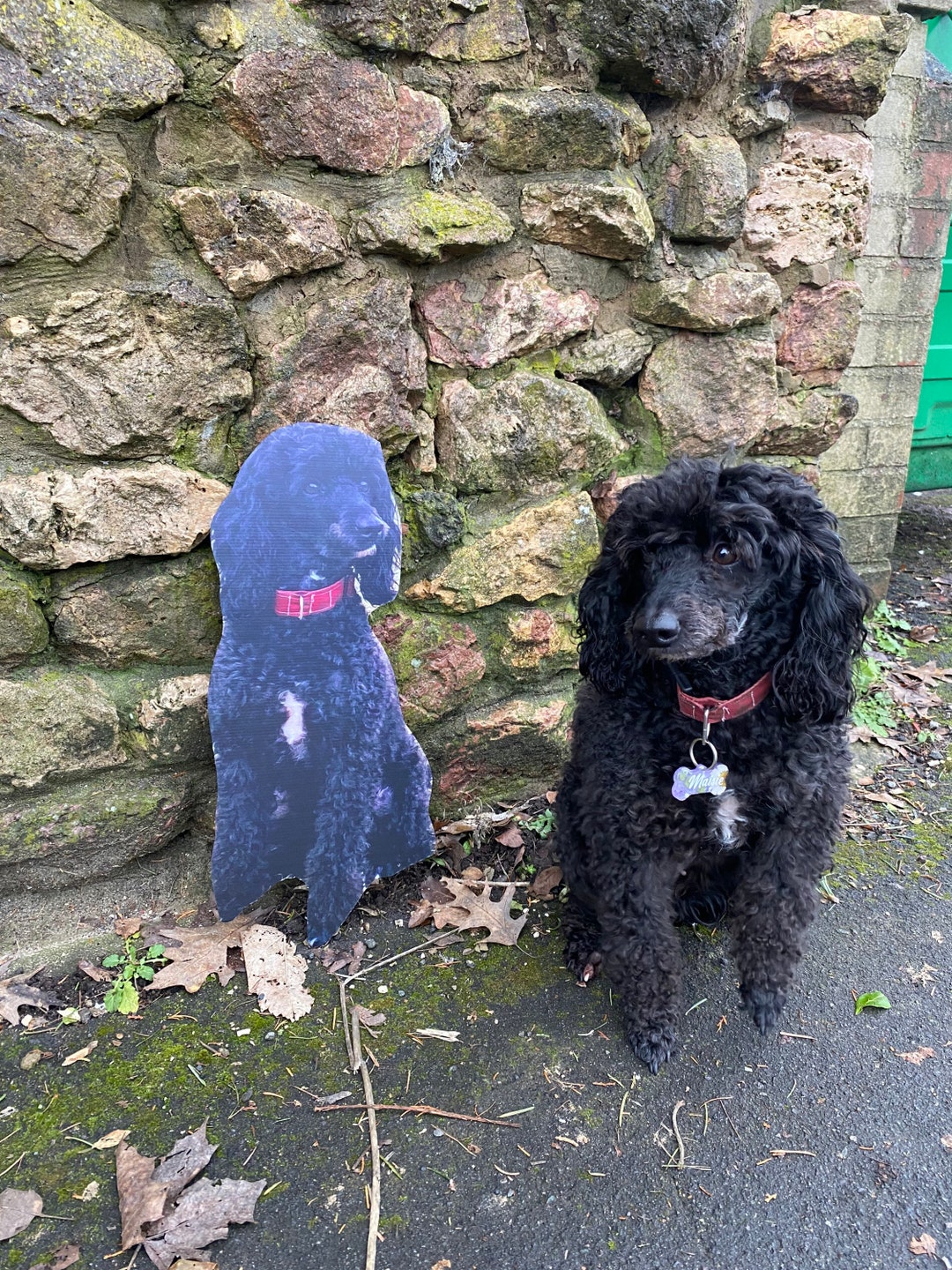 Full Size Selfie Plastic Pet Dog Cat Cut Out 2ft High Selfie Prop ...