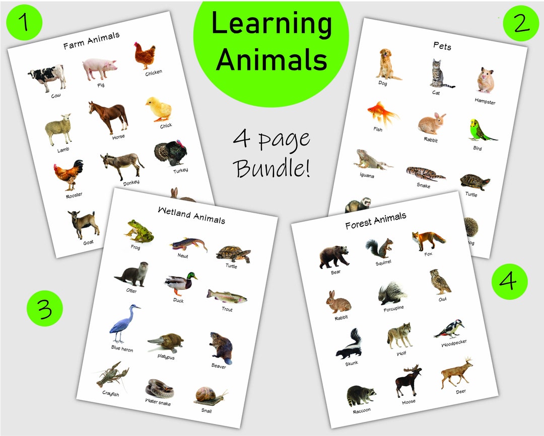 Different Types of Animals Learning Printout Pages, Pets, Farm Animals ...
