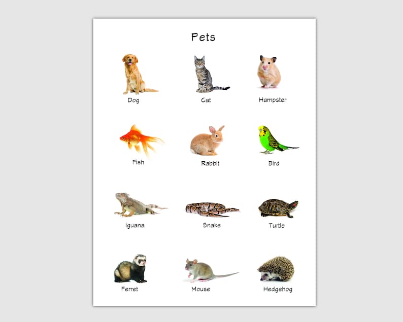 Different Types of Animals Learning Printout Pages, Pets, Farm Animals ...