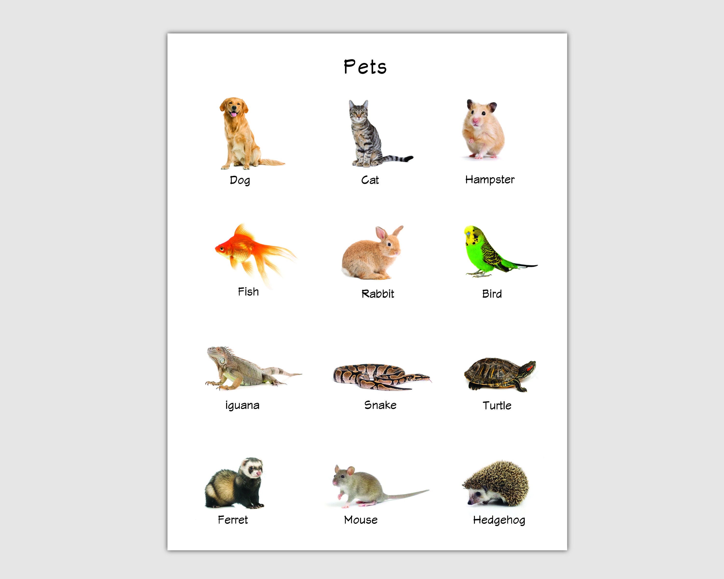 Different Types of Animals Learning Printout Pages, Pets, Farm Animals ...
