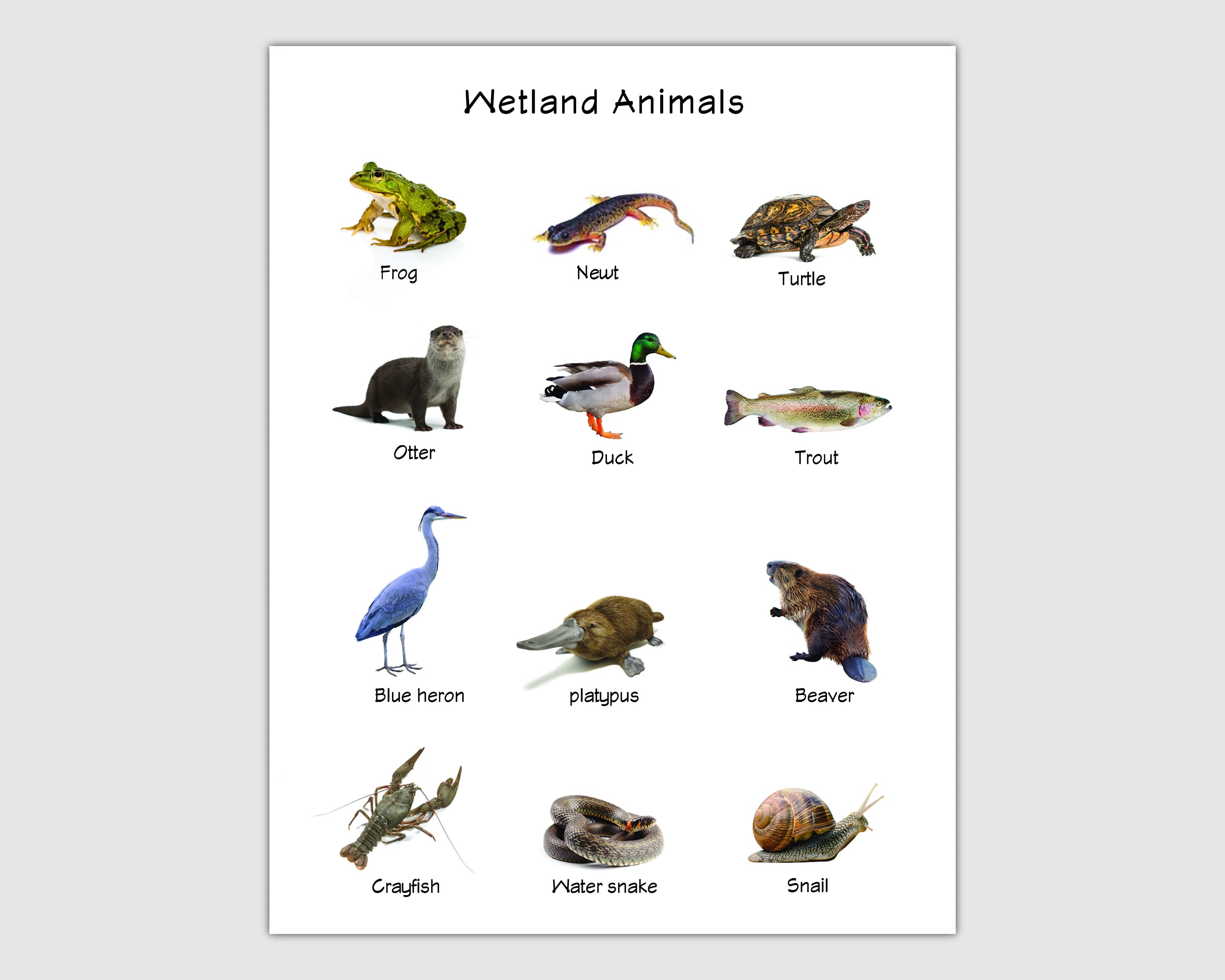 Wetland Animals Names