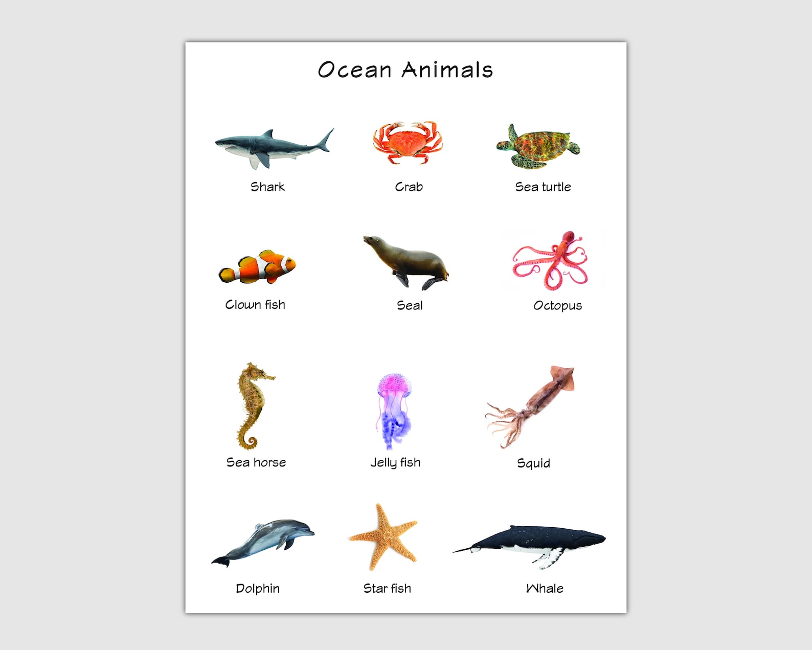 Learning Different Types of Animals, Ocean Animals, Rainforest Animals ...