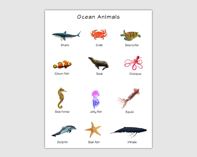 Learning Different Types of Animals, Ocean Animals, Rainforest Animals ...