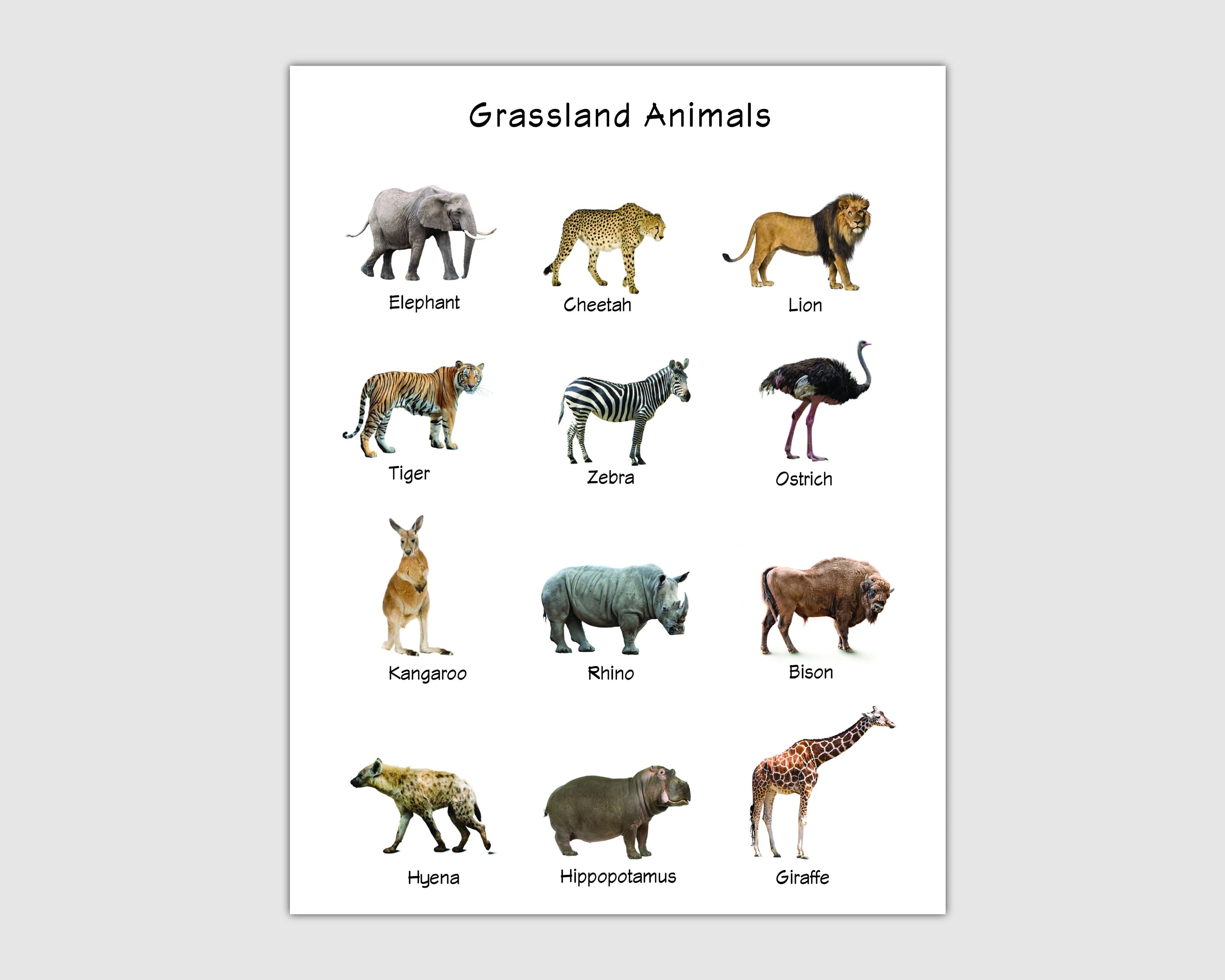 Grassland Animals With Names