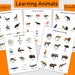 Learning Different Types of Animals, Ocean Animals, Rainforest Animals ...