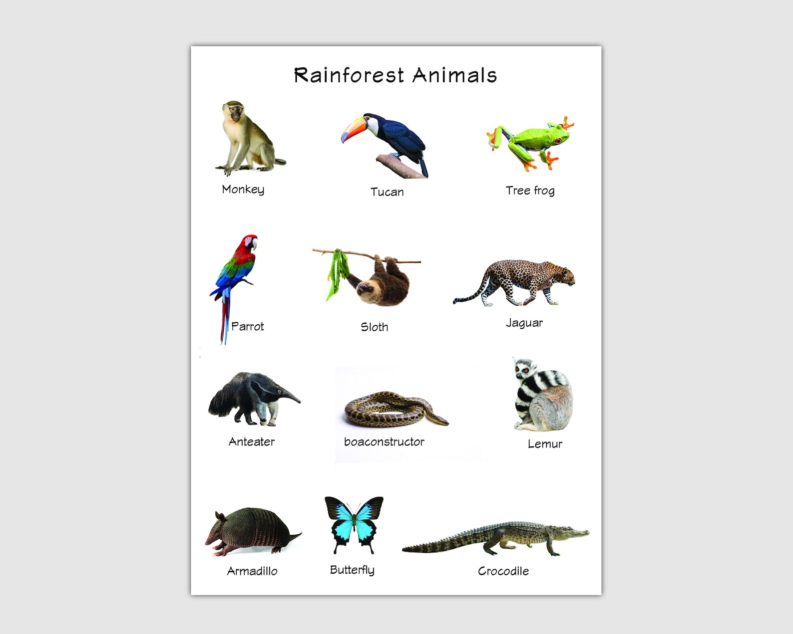 Learning Different Types of Animals, Ocean Animals, Rainforest Animals ...