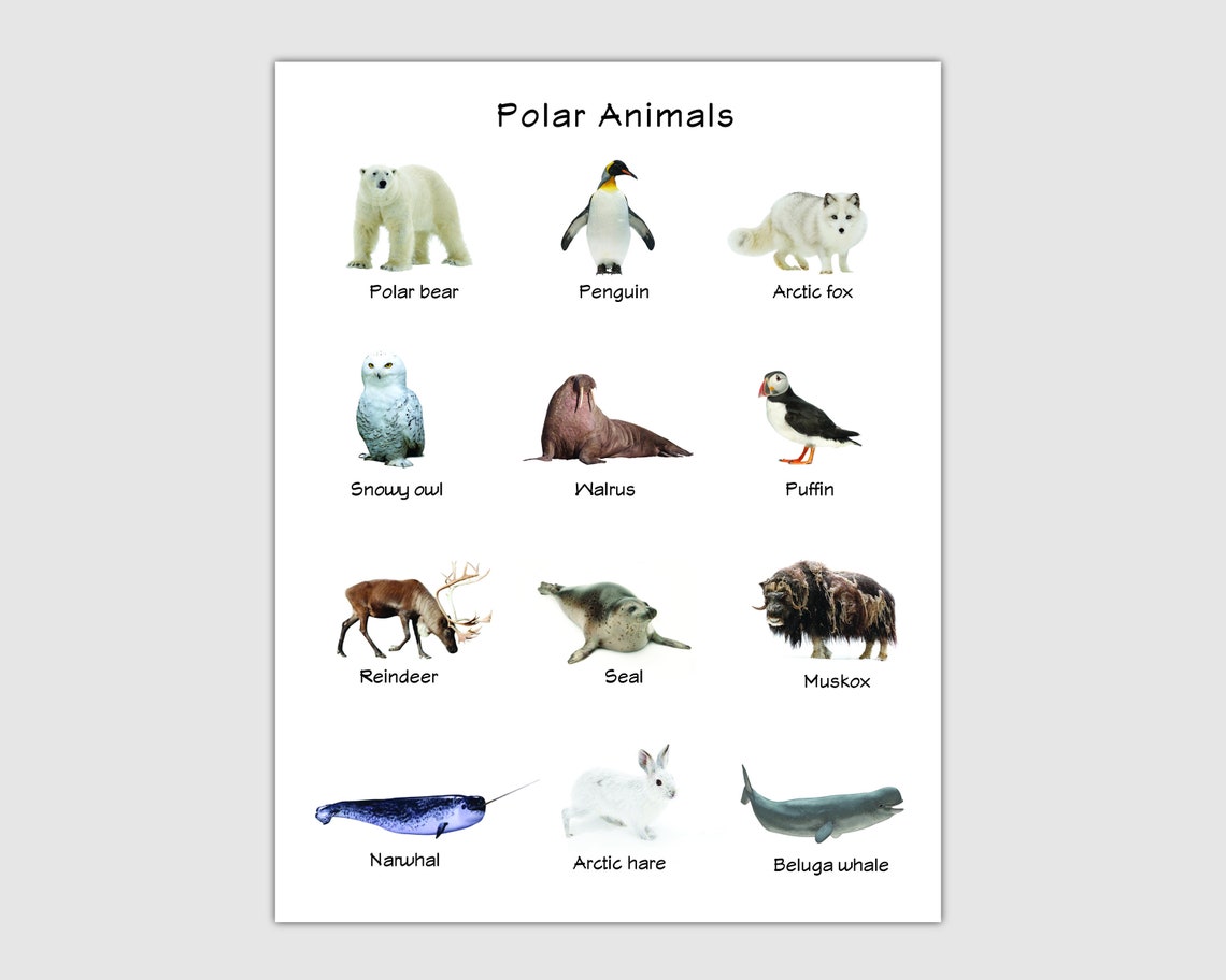 Learning Different Types of Animals, Ocean Animals, Rainforest Animals ...