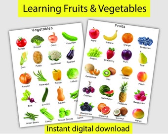 Learning Different Types of Animals Ocean Animals Rainforest - Etsy