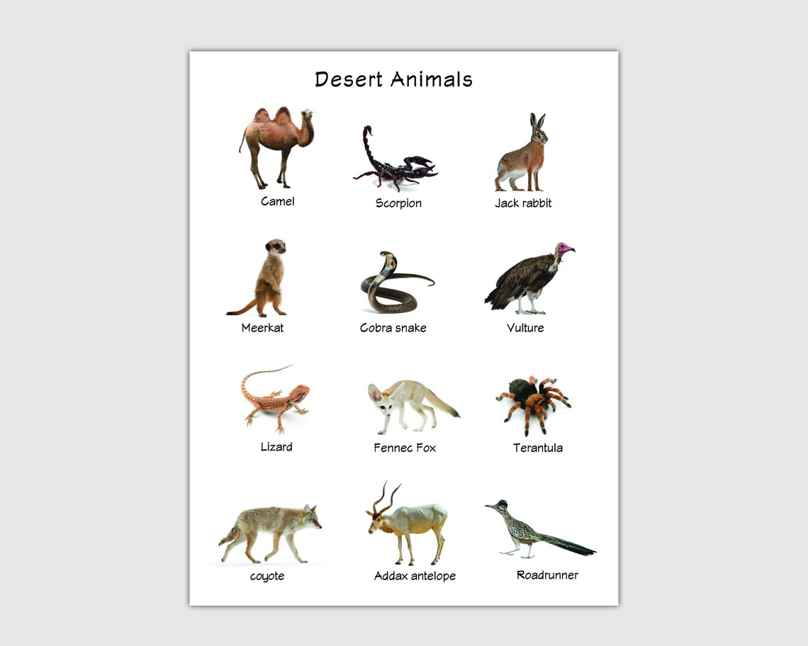 Learning Different Types of Animals, Ocean Animals, Rainforest Animals ...