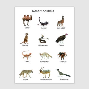 Learning Different Types of Animals, Ocean Animals, Rainforest Animals ...