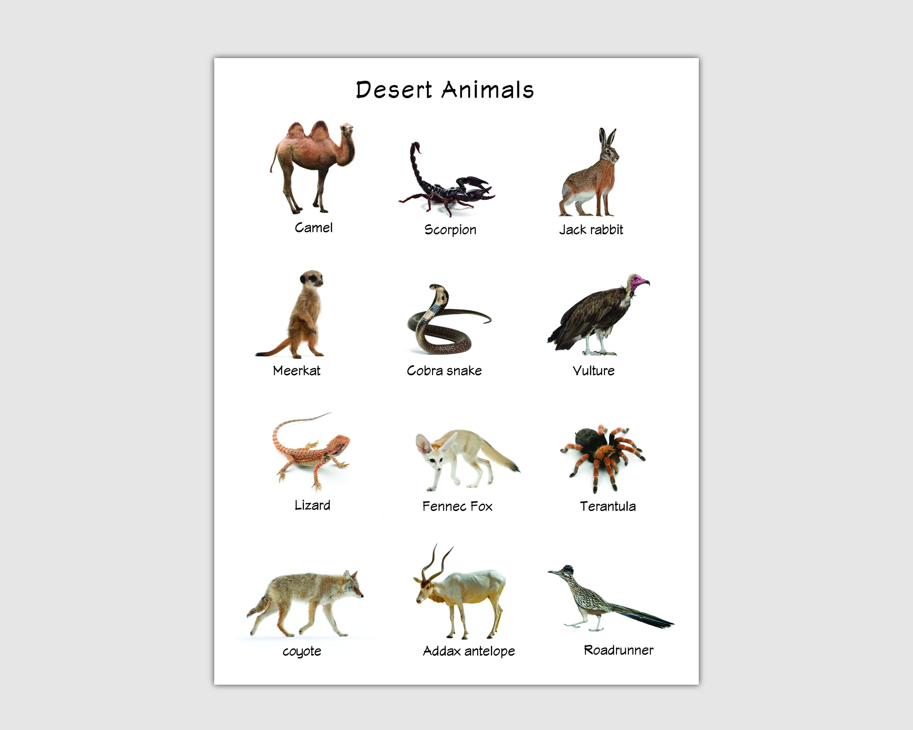 Desert Animals With Names Chart