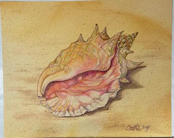 Conch Shell - Original Pencil Artwork - Etsy