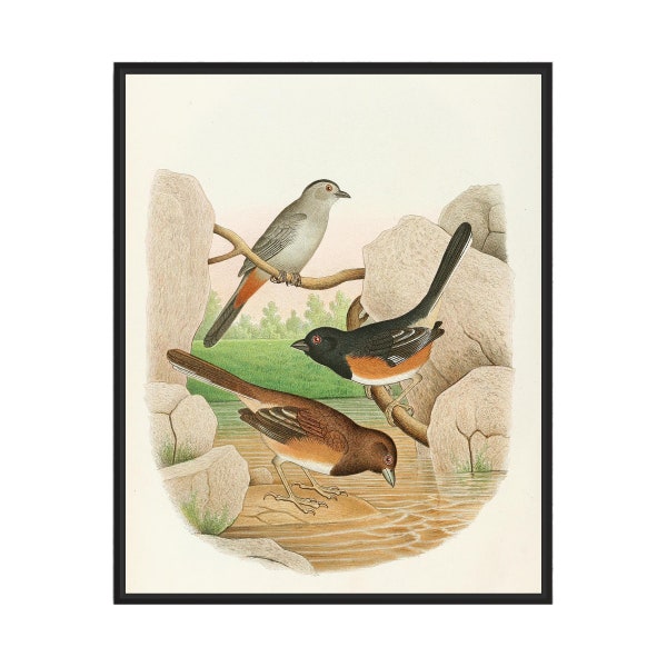 Catbird Painting - Etsy