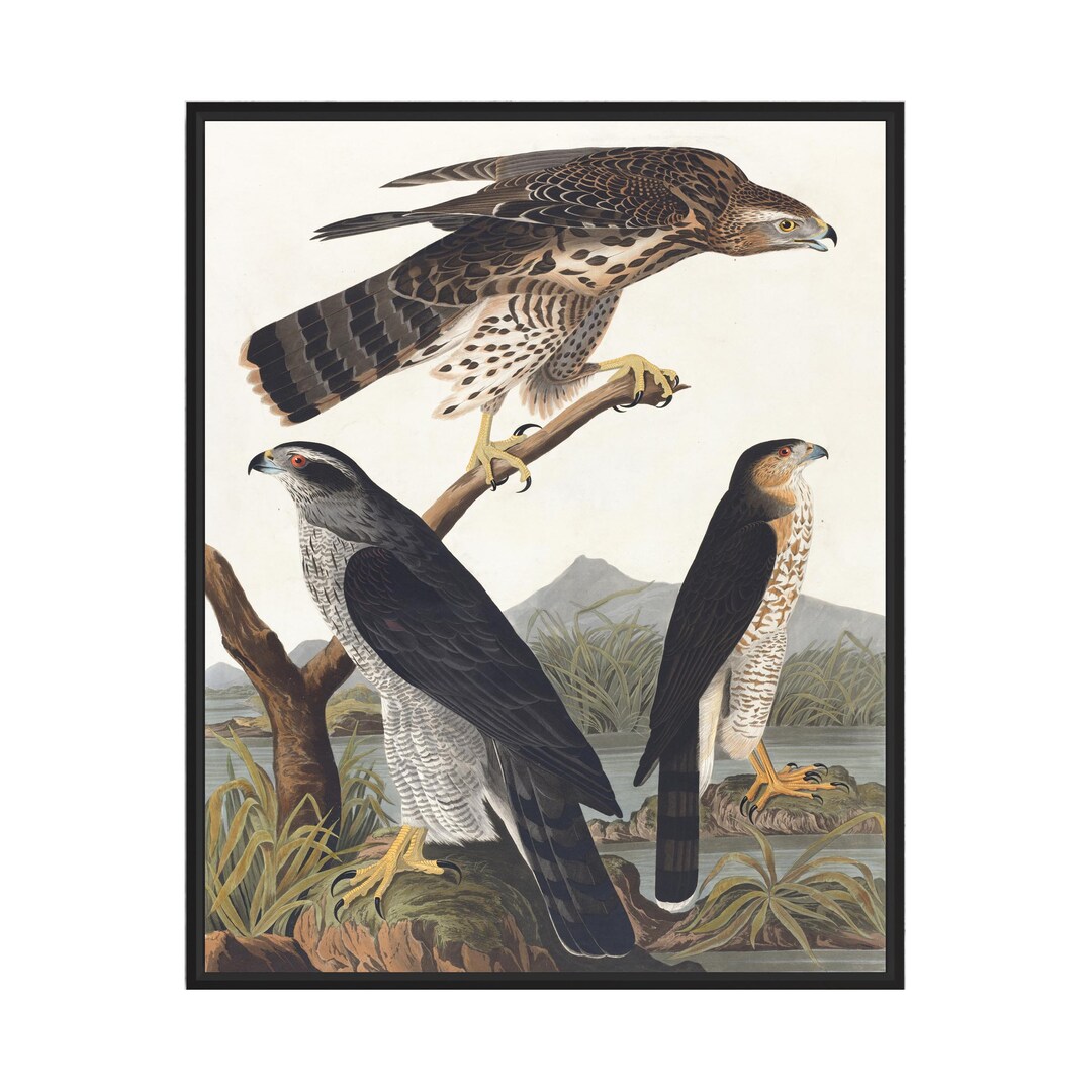 Goshawk, Stanley Hawk (1827–1838) John James Audubon Art Print Poster ...