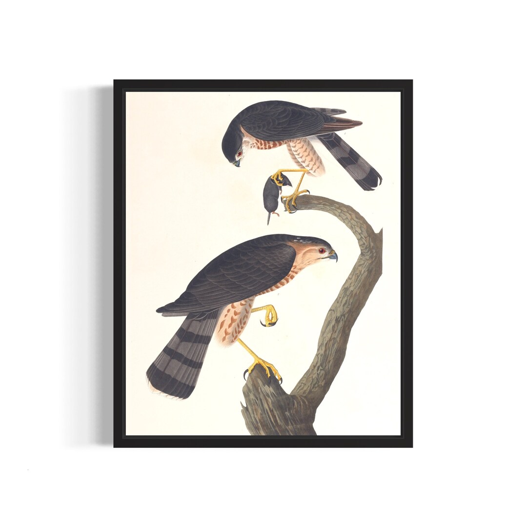 Sharp Skinned Hawk Poster Art Print, Animal Painting Wall Art Decor - Etsy