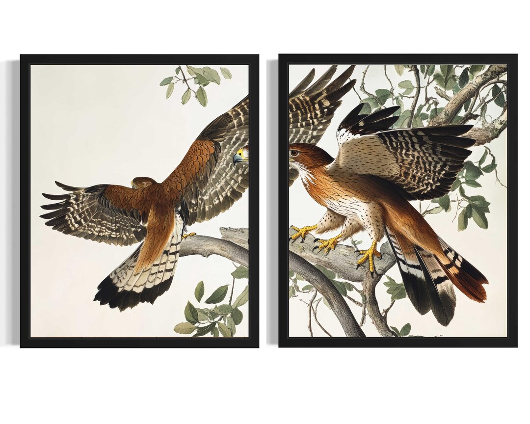 Hawks Poster Art Print (set of 2), Vintage Animals Wall Art Painting ...