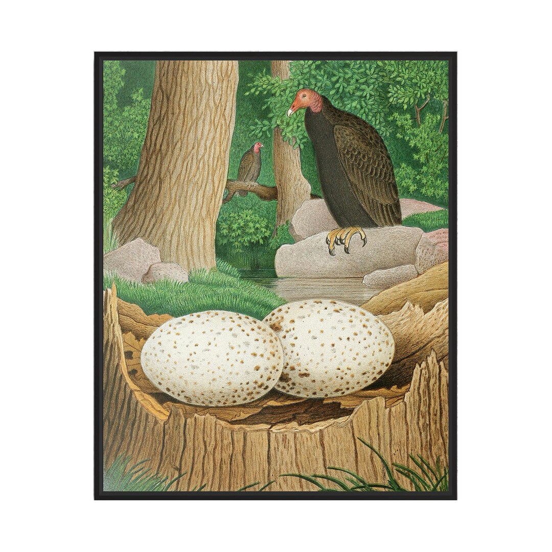 Turkey Buzzard (1882) Art Print Poster, Vintage Bird Wall Art Painting ...