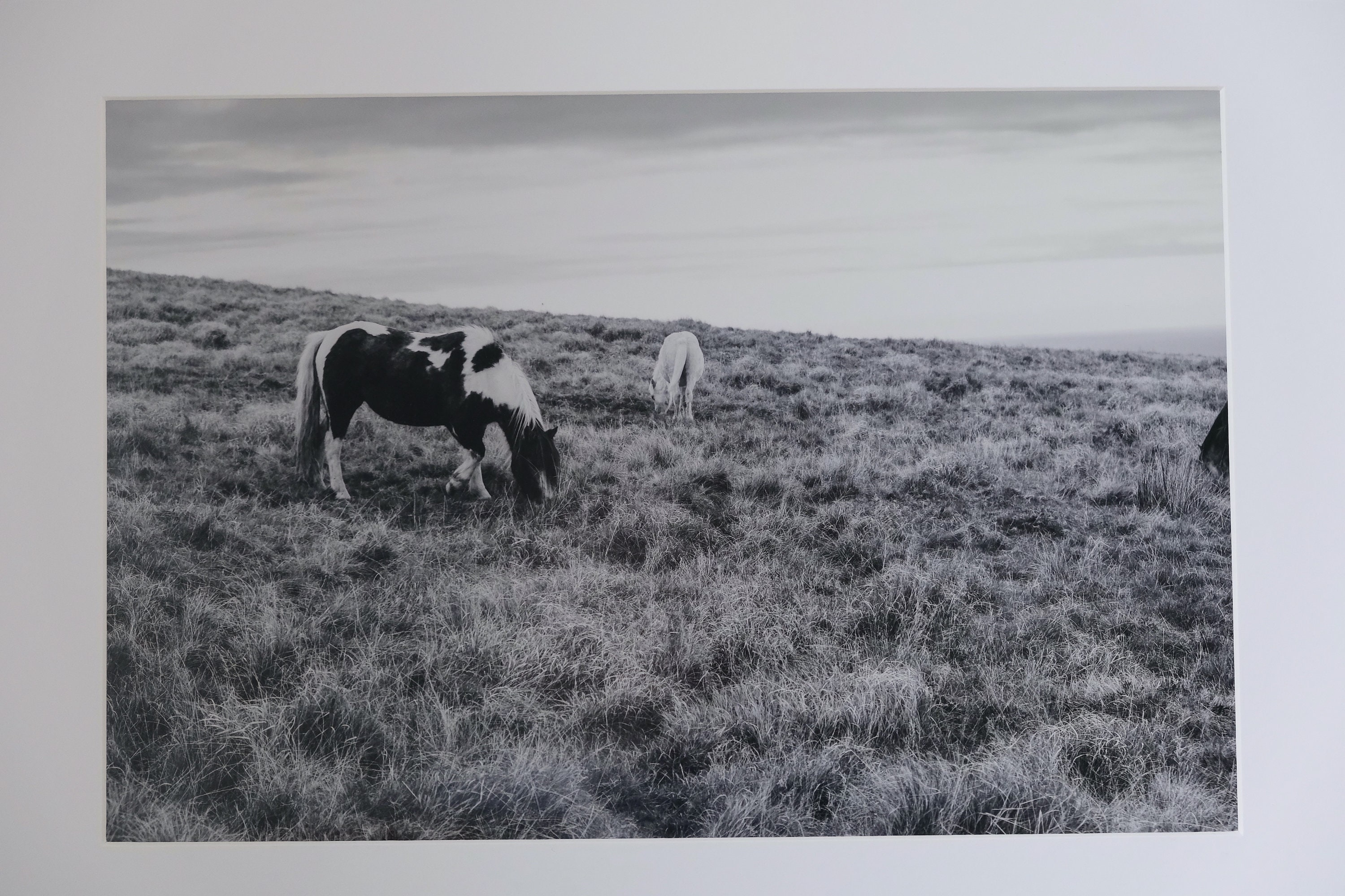 Preseli Ponies - Etsy