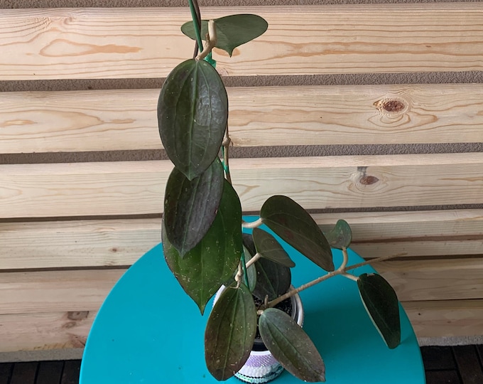 Hoya Black Magic (wax Plant) (rare Hoya) - Etsy