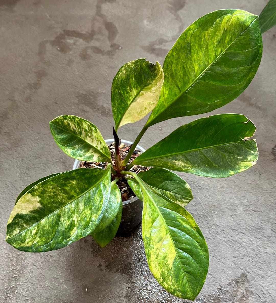 Anthurium Cardboard Variegated - Etsy