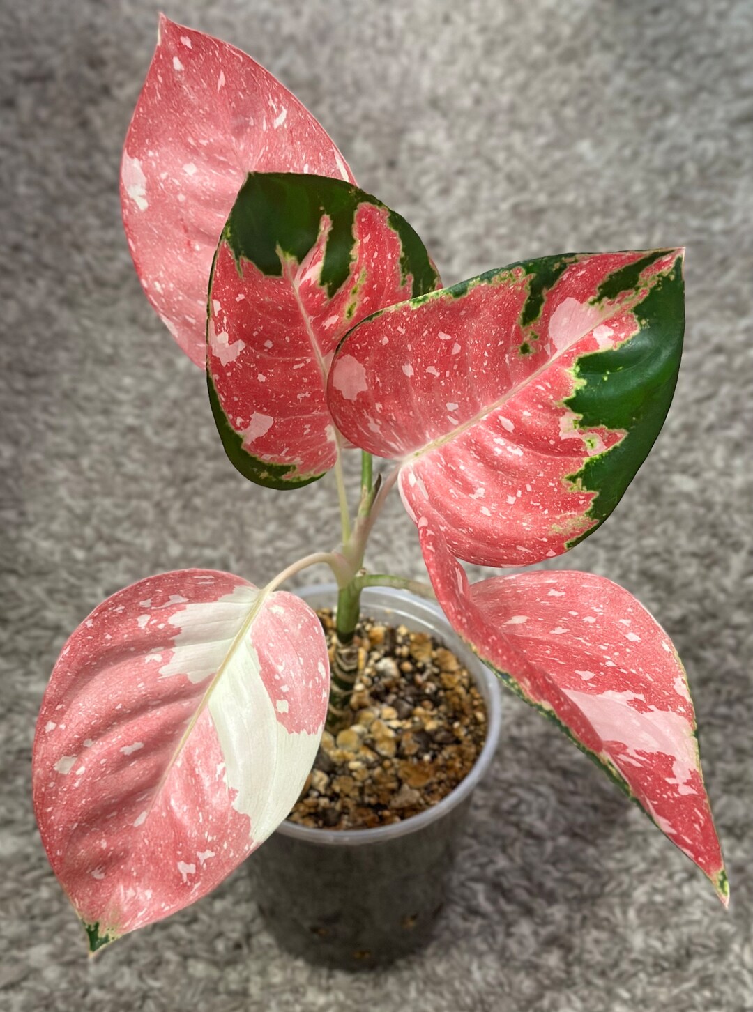 Premium Aglaonema Cochin Tricolor / Aglaonema Mystery / Aglaonema Steak ...