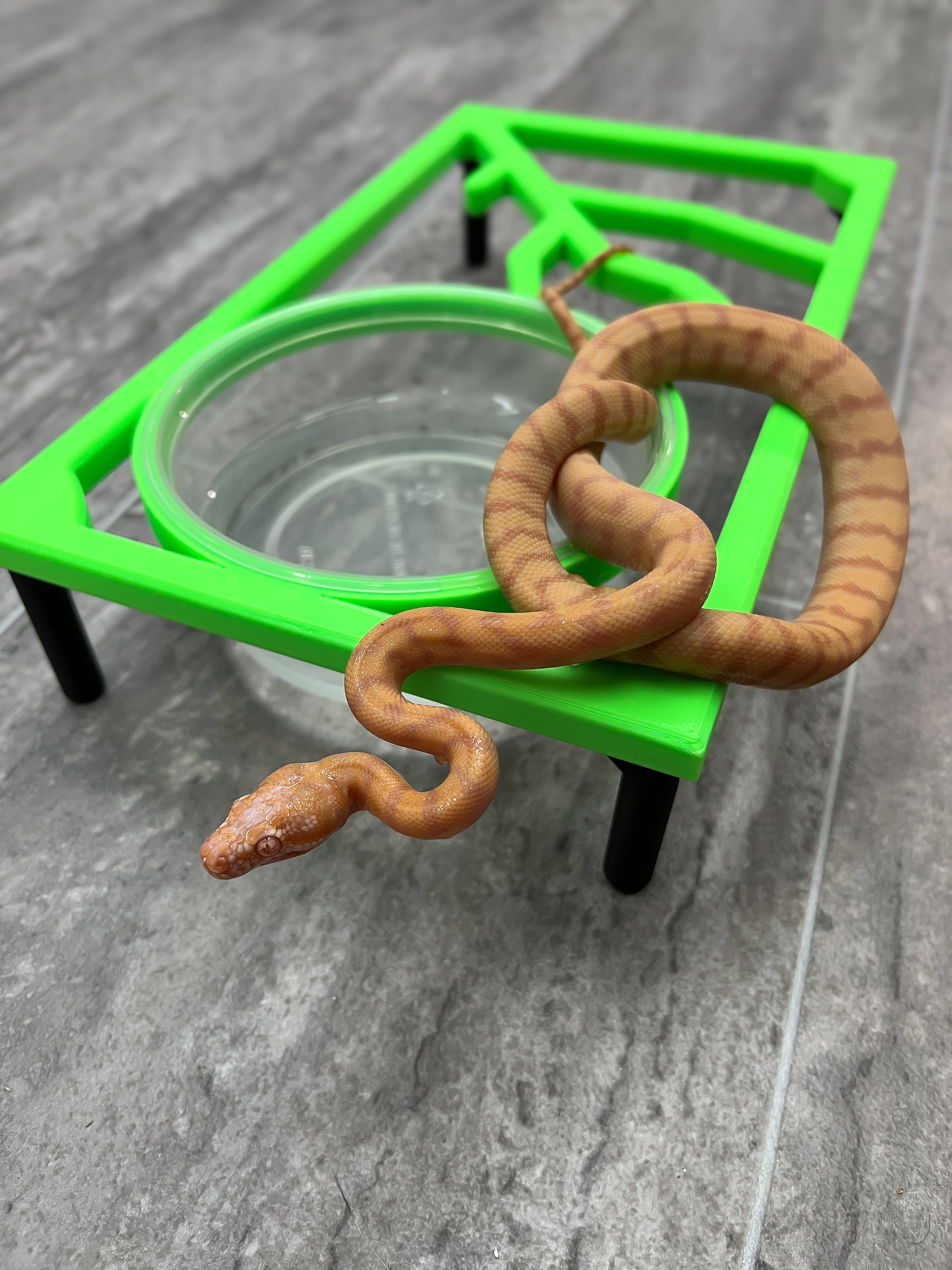 Perchcraft Snake Perch - Etsy