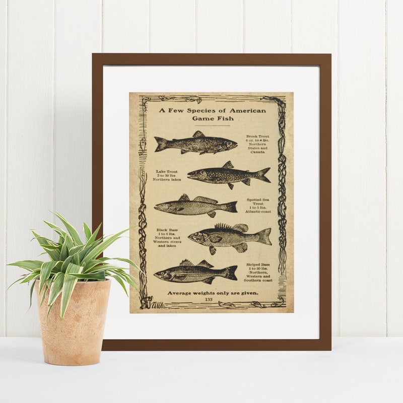 Game Fish - Etsy