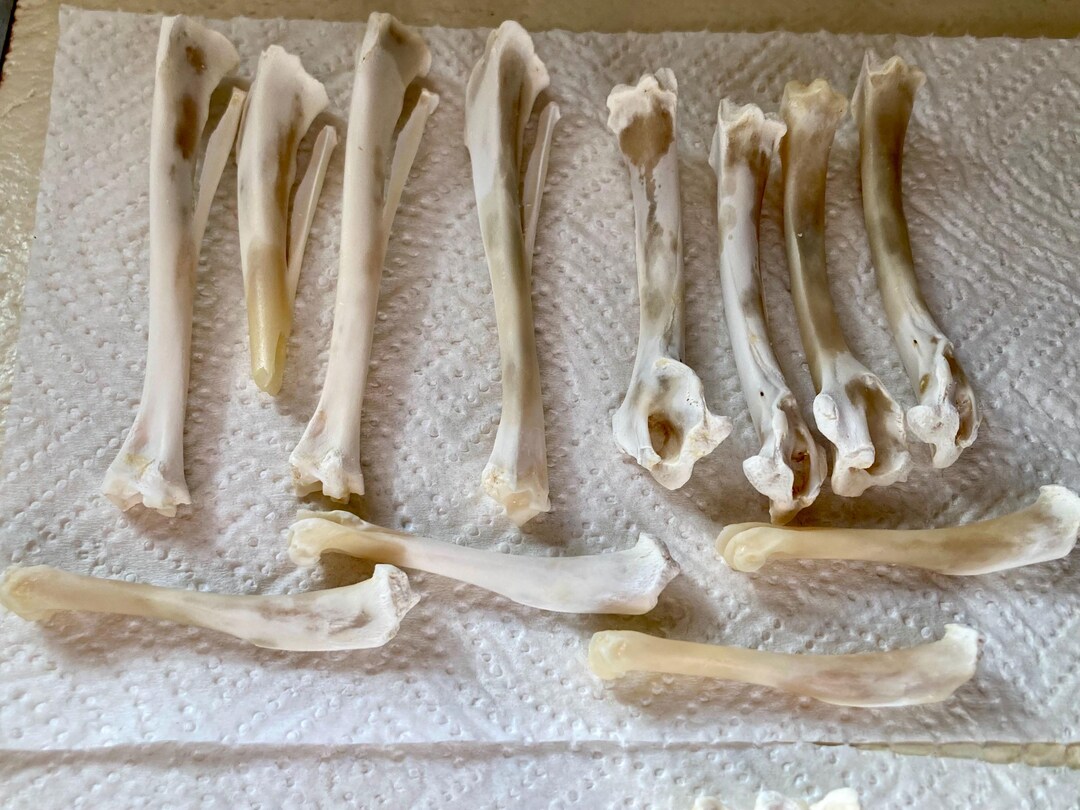 Rabbit Bones Real Miscellaneous - Etsy