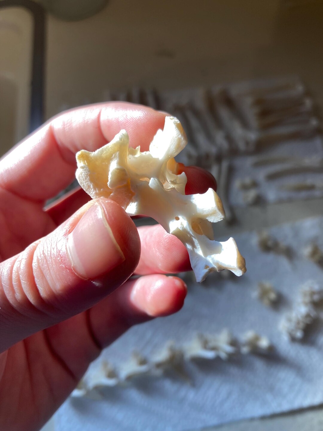 Rabbit Bones Unique Miscellaneous - Etsy