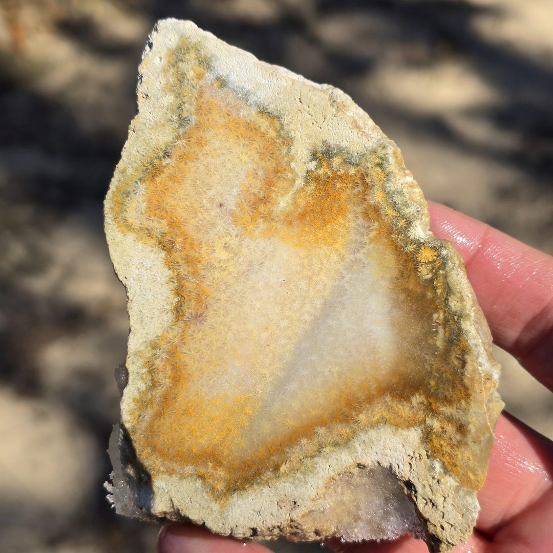 Petrified Coral Slab | Nice Orbicular 1/2" Coral Slab | US Seller and ...