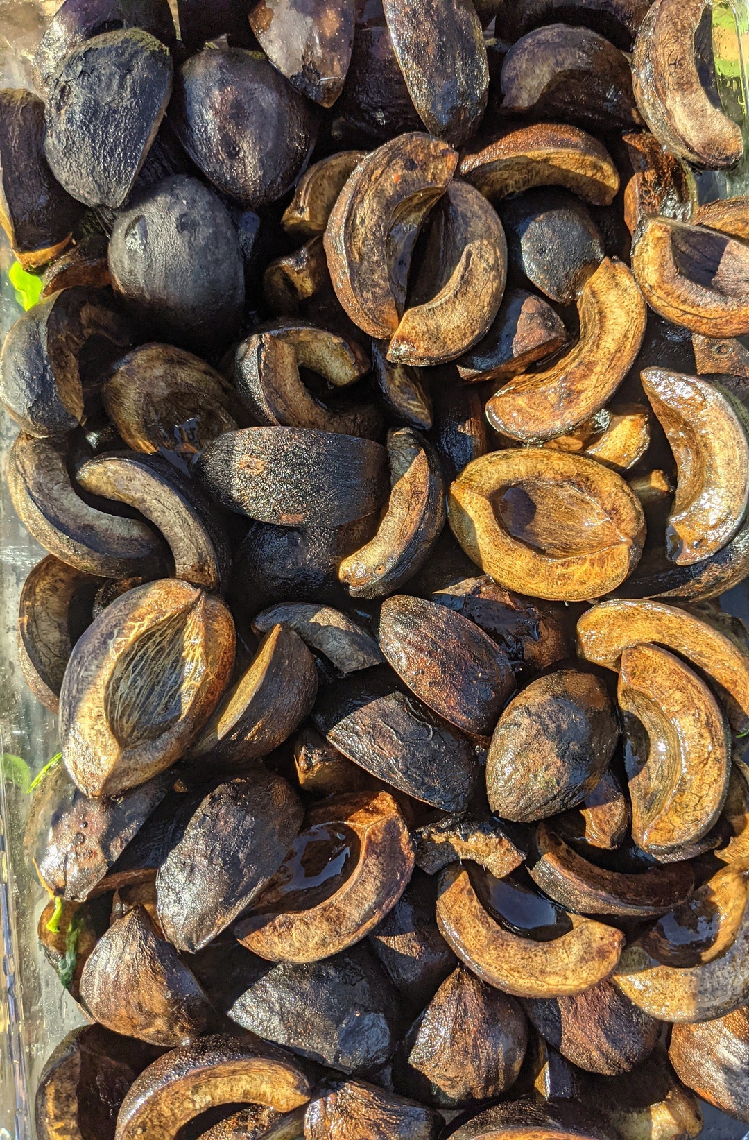 Hickory Nut Hulls - Etsy