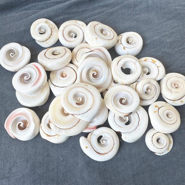 Flat Spiral Shells - Etsy