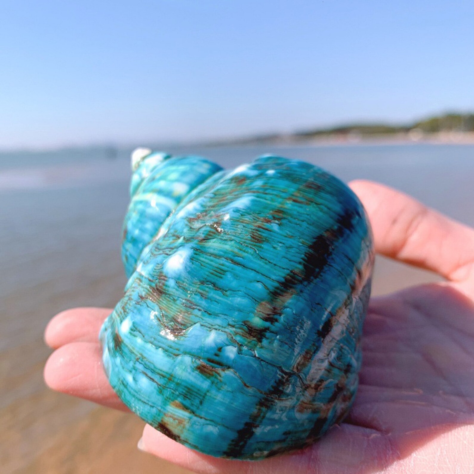 Big Size Hermit Crab Sea Shell, 1 7/8 2 1/4 Opening Hole.green Mother ...