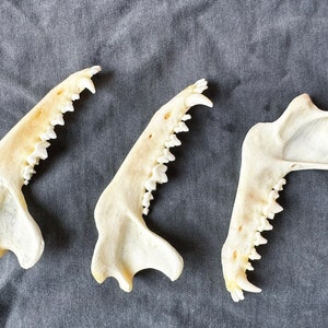 Fox Jawbone Taxidermy Knife Handle.animal Bones,knive Handle.knive ...