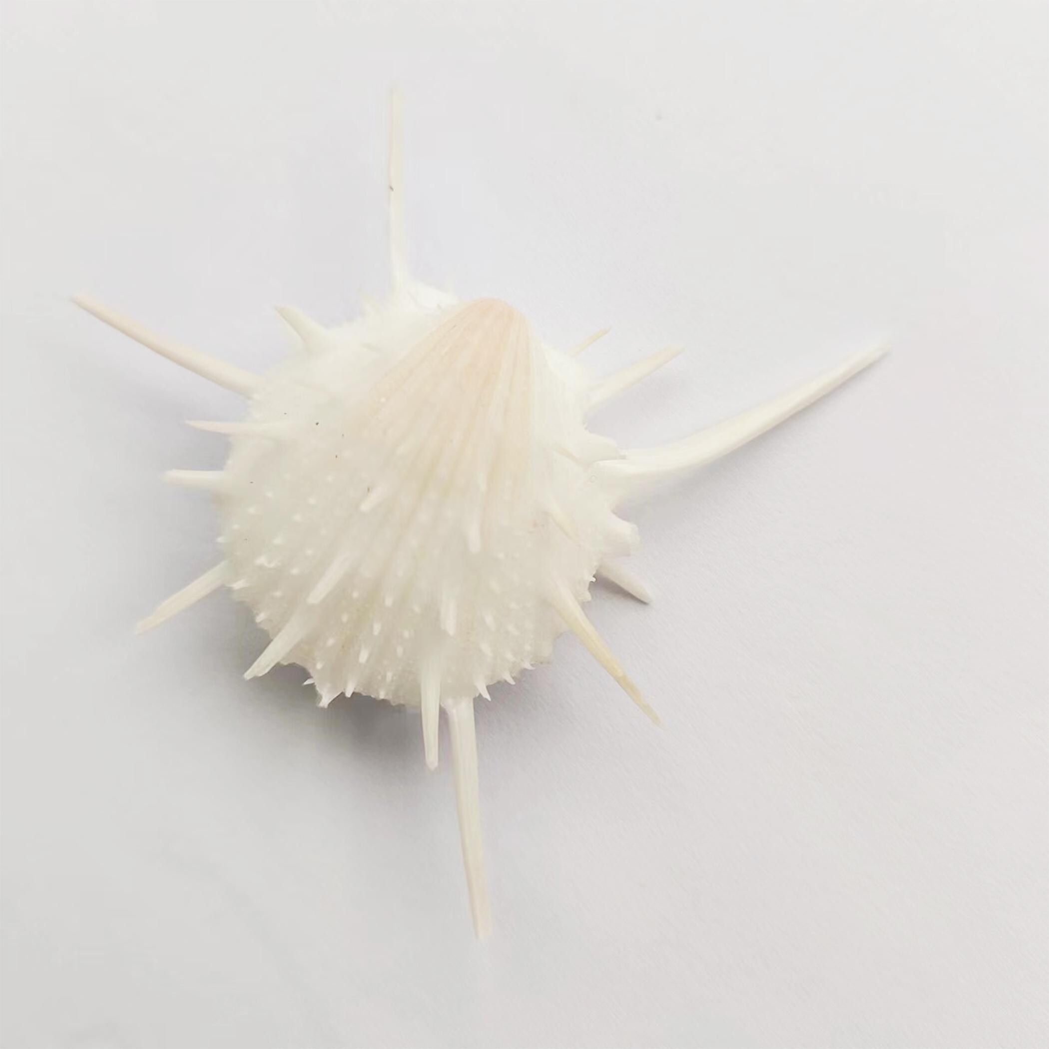 Precious Spiny White Chrysanthemum Clam.natural Shells for Craft ...