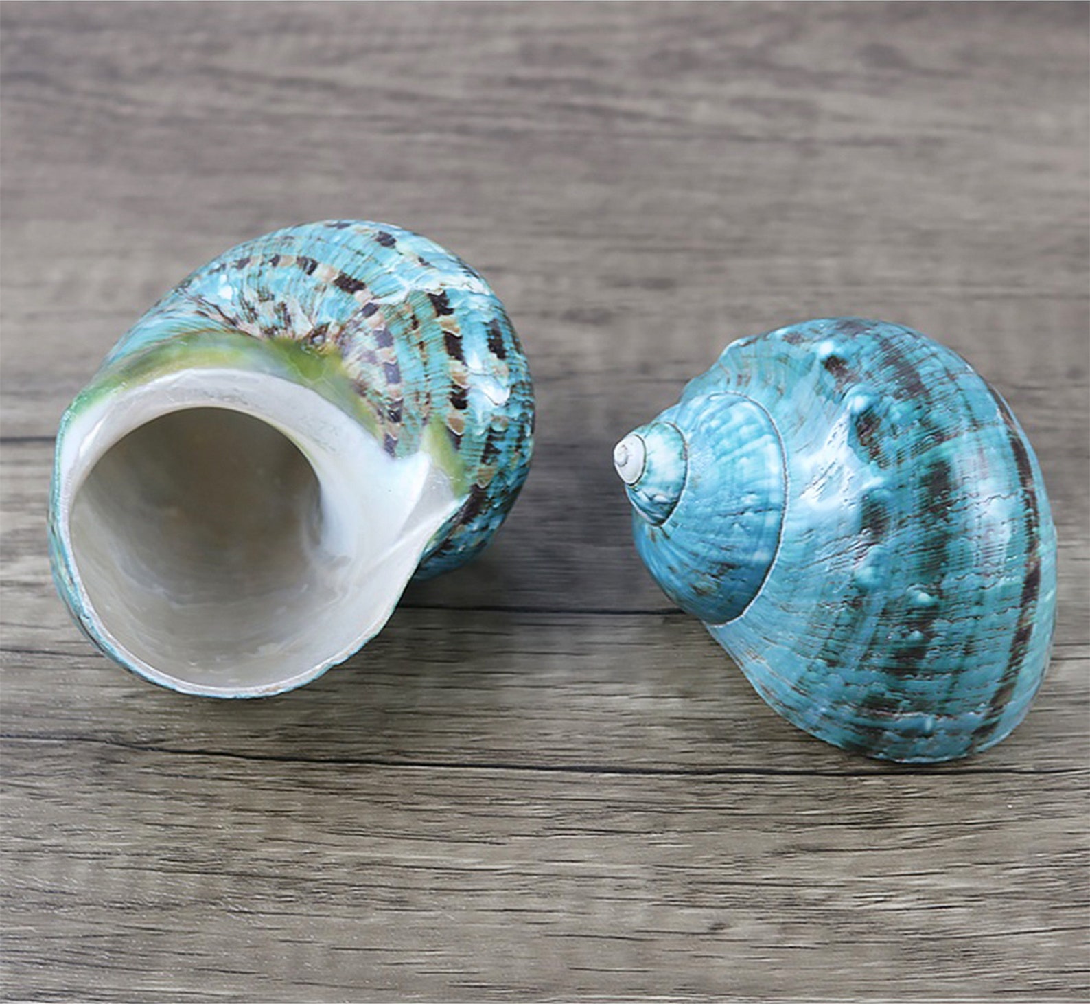 Big Size Hermit Crab Sea Shell, 1 7/8 2 1/4 Opening Hole.green Mother ...