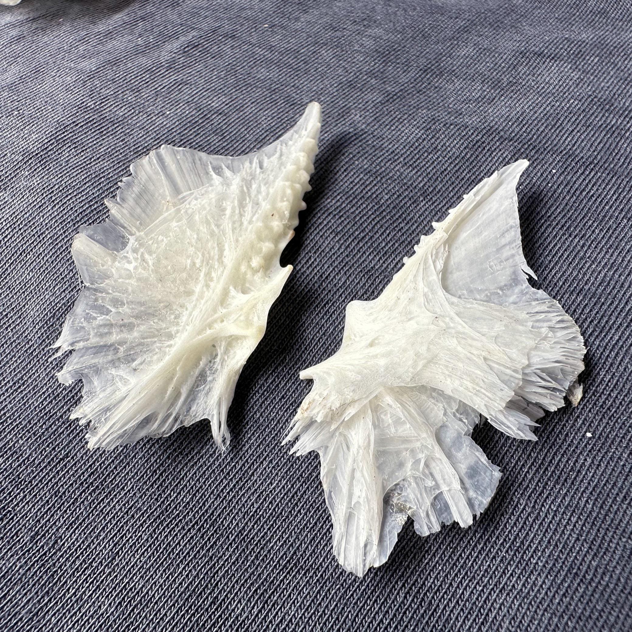 2 to 8 Deep Sea Fish Bones of Specific Shapes, Bone Handicrafts, Bone ...