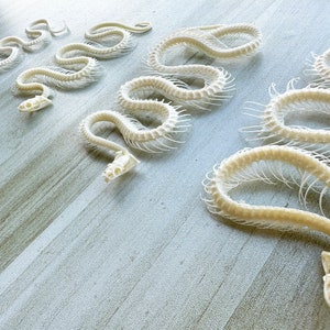 Real Snake Skeleton: Bleached Bone With Skull - Resin Craft Supply - Etsy