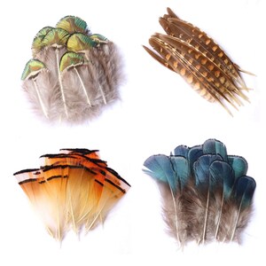 20 Pcs Feather Mix.16 Different Varieties Feathers for Choose.wholesale ...