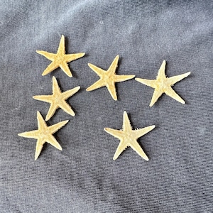 Bluk Wholesale Tiny Starfish 2/5"-1". Star Fish,craft Supply,beach ...