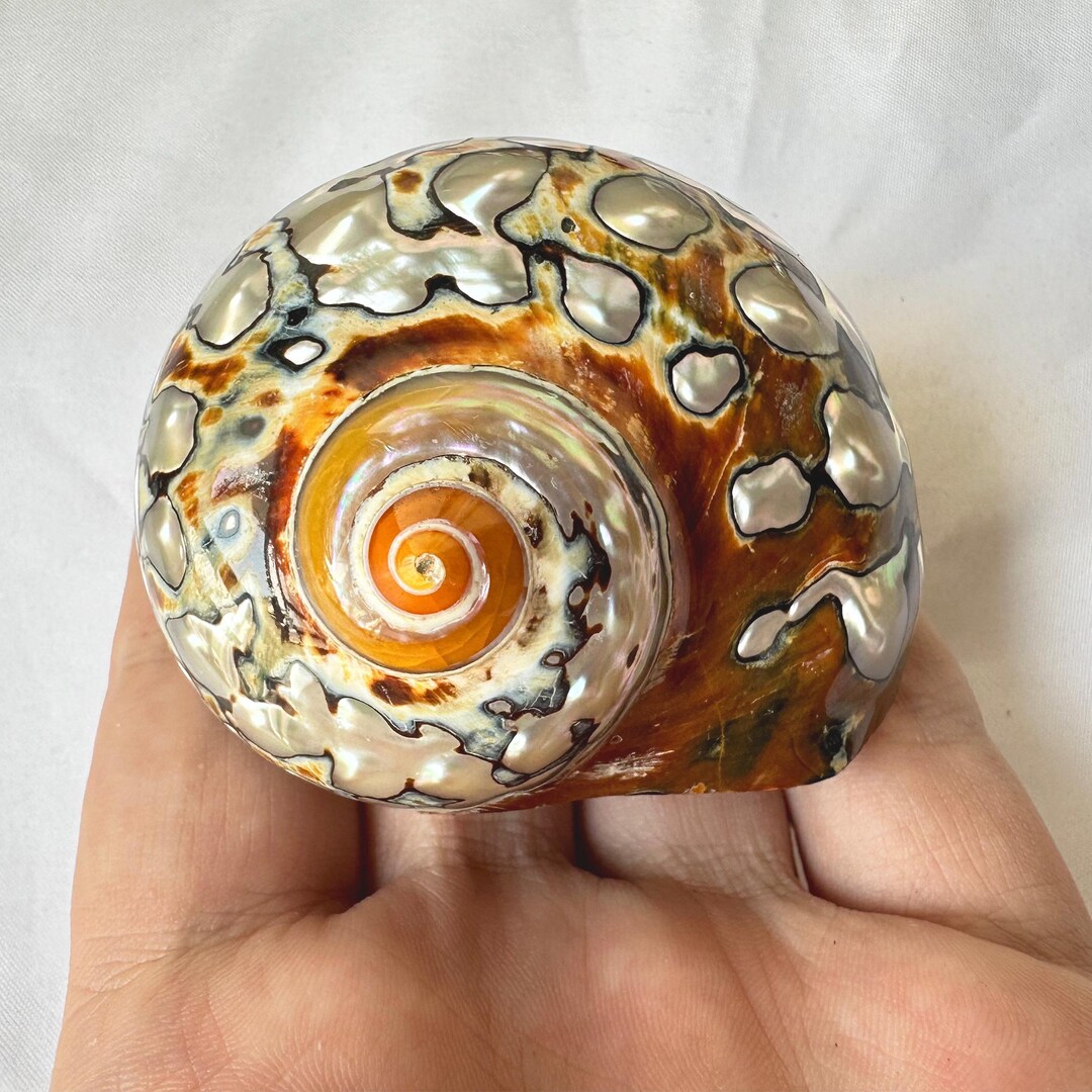 Polished Pearl Turbo Shell: South African Hermit Crab Habitat (1 1/16 ...