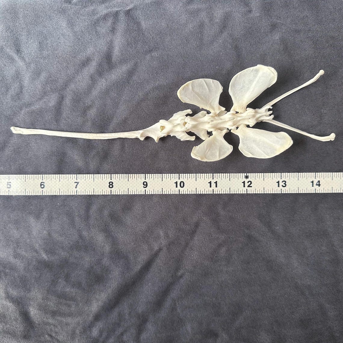 Real Bone Moth, Made From Real Animal Bones.cottagecore,vulture Culture ...