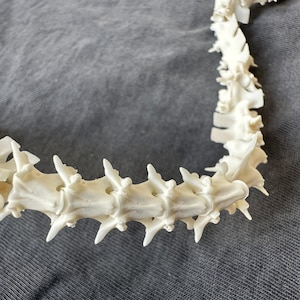 Real Snake Vertebrae Bones: Craft & Jewelry Supplies - Etsy