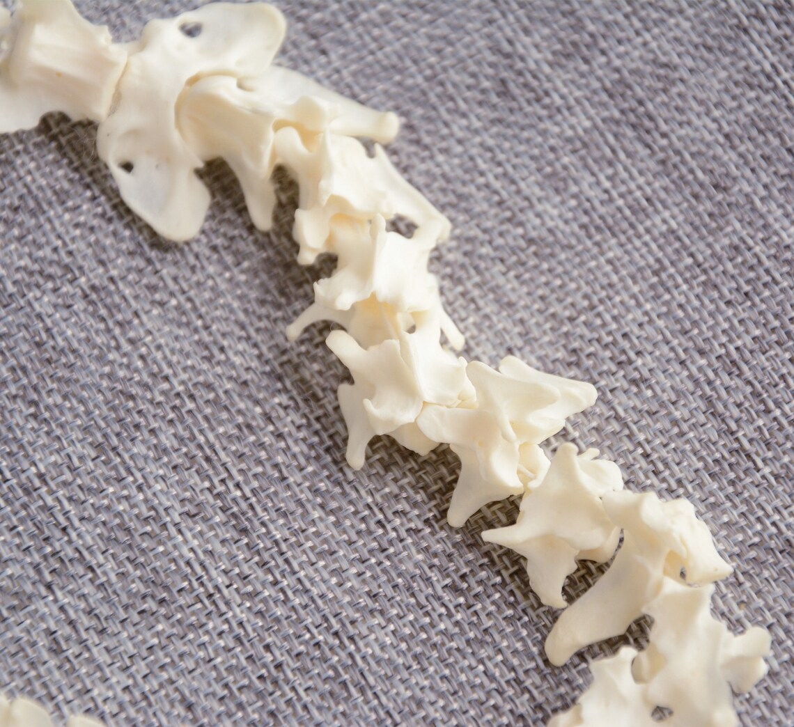 25 Pcs Fox Bone Vertebrae. A Complete String of Fox Spines. | Etsy