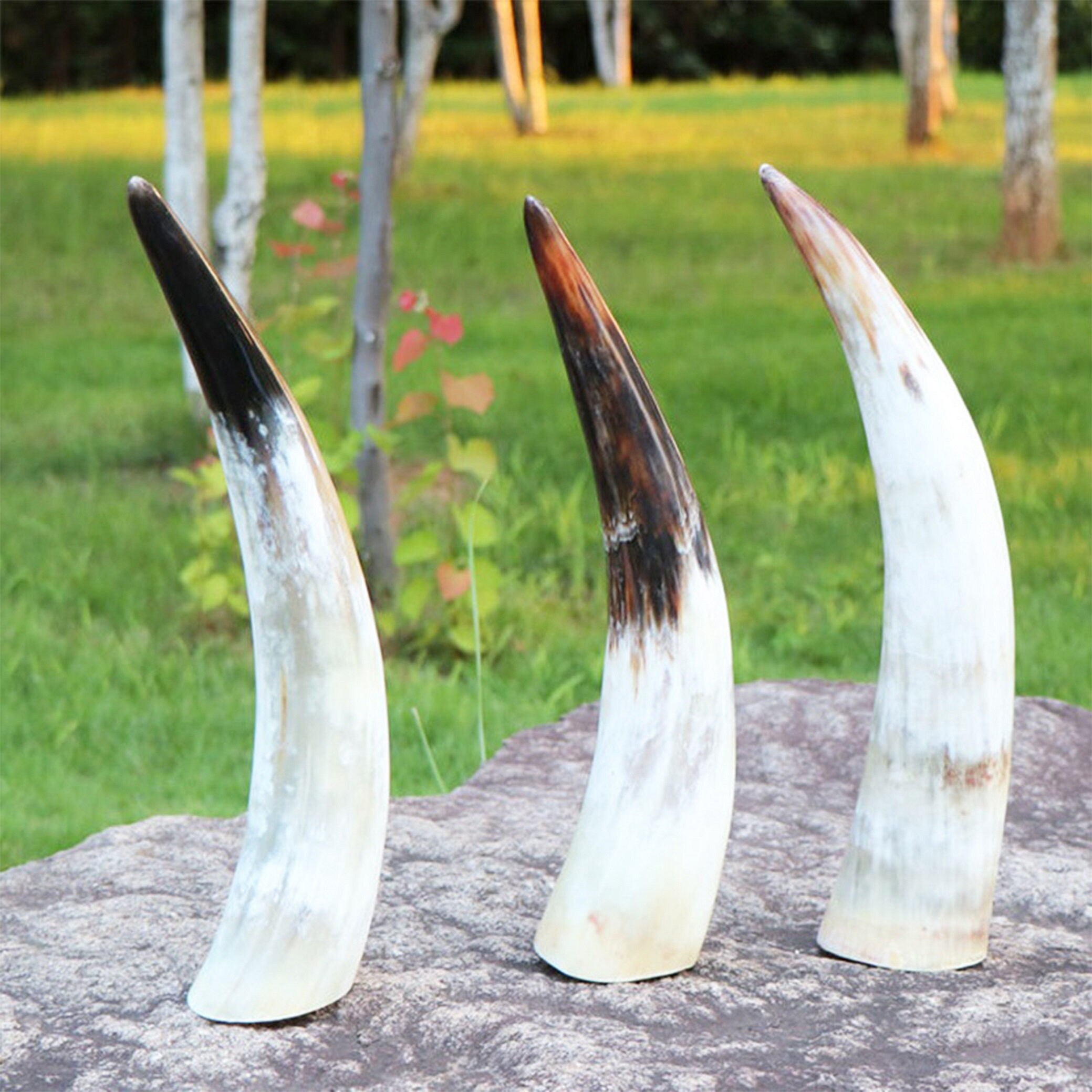 Multiple Sizes Big Polished Black Buffalo Horn 8-24 - Etsy