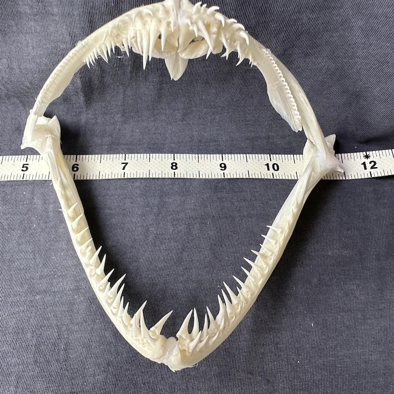 Deep Sea Fish Jaw Skeleton With Teeth, Creepy Bones, Specimen, Real ...