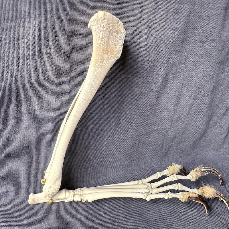 Articulated Animal Bone - Etsy UK
