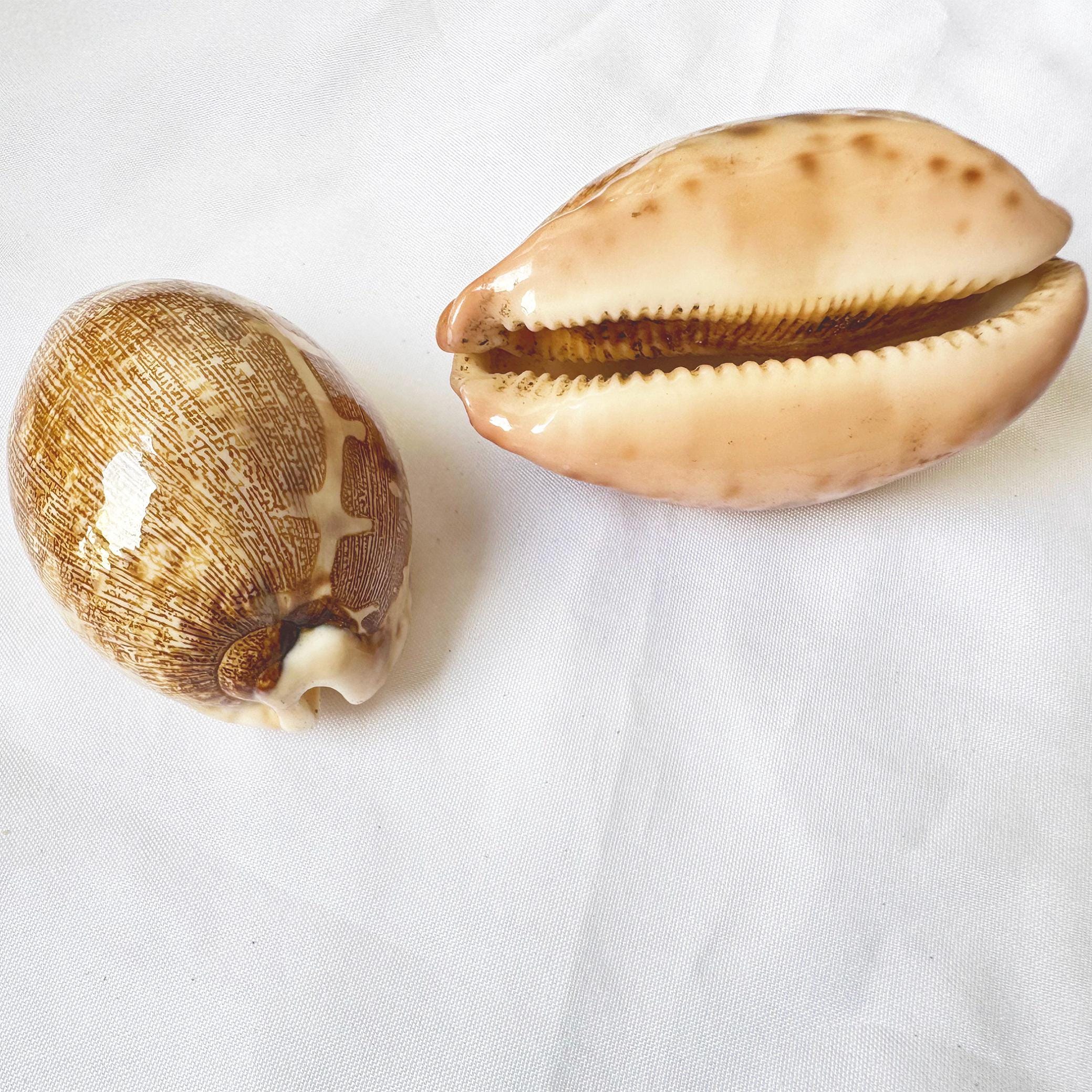 Rarely Map Shell.natural Shells,precious Seashell.specimen Shell. - Etsy